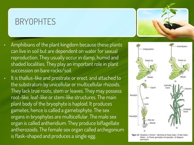 Grade 11 biology plant kingdom | PPTX