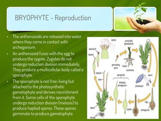 Grade 11 biology plant kingdom | PPTX