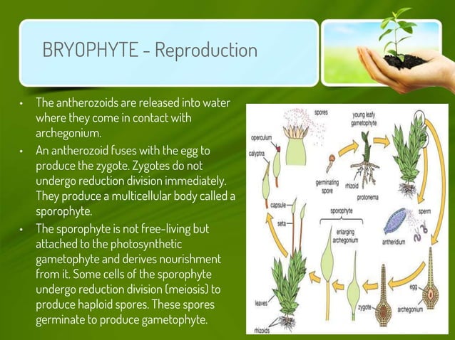 Grade 11 biology plant kingdom | PPTX