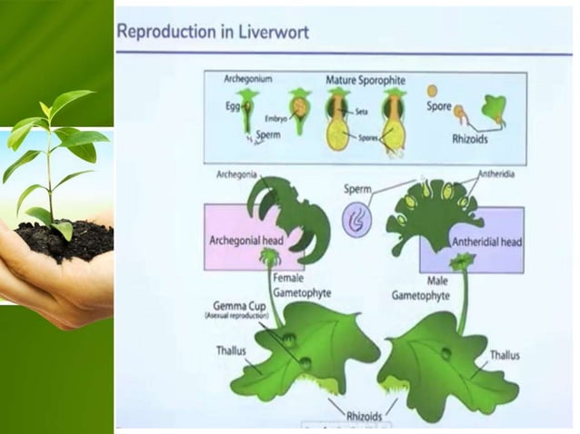 Grade 11 biology plant kingdom | PPTX