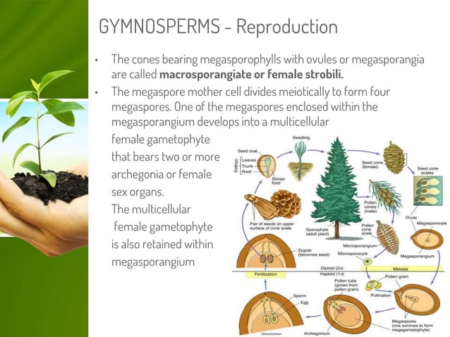Grade 11 biology plant kingdom | PPTX