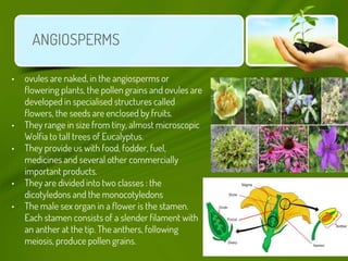 Grade 11 biology plant kingdom | PPTX
