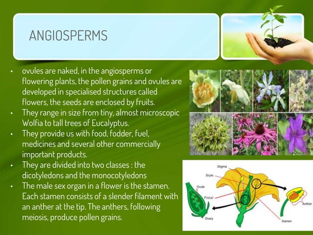Grade 11 biology plant kingdom | PPTX