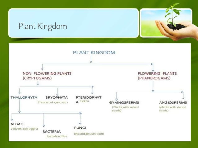 Grade 11 biology plant kingdom | PPTX
