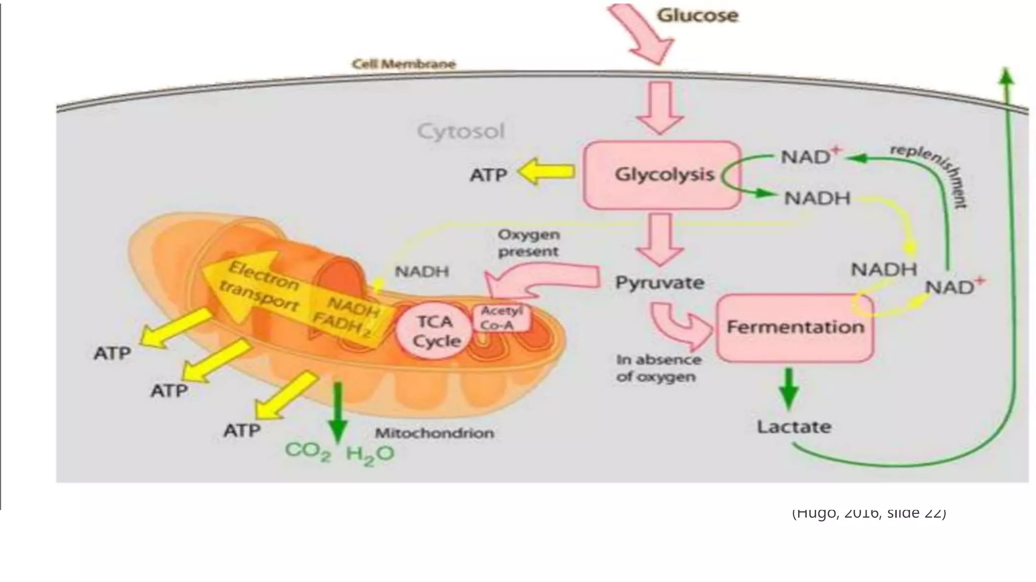 Grade 11 cellular respiration | PPTX