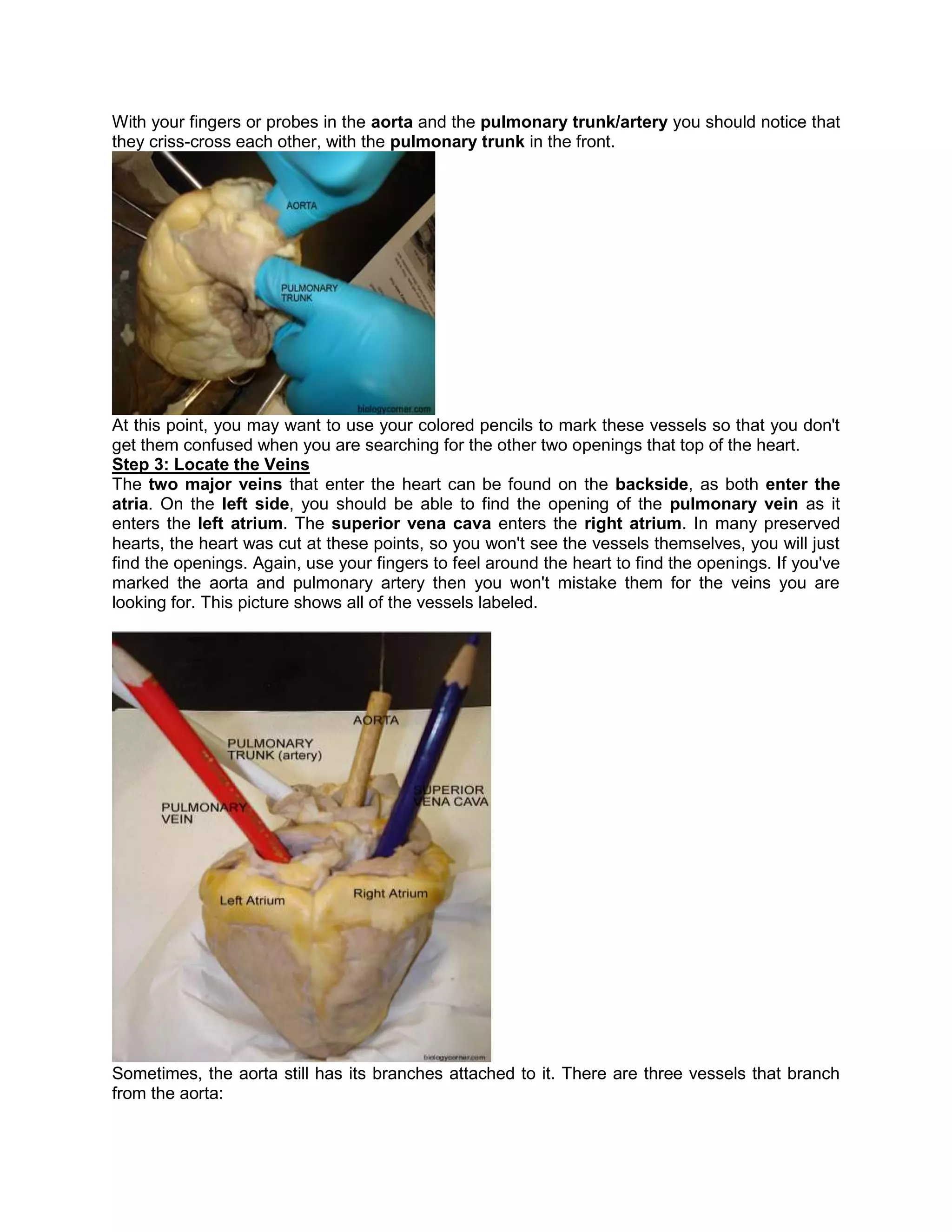 Grade11 life sciences practical task | DOCX