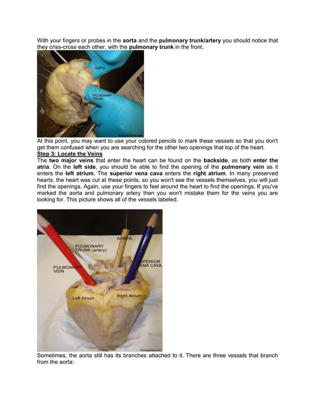 Grade11 life sciences practical task | DOCX