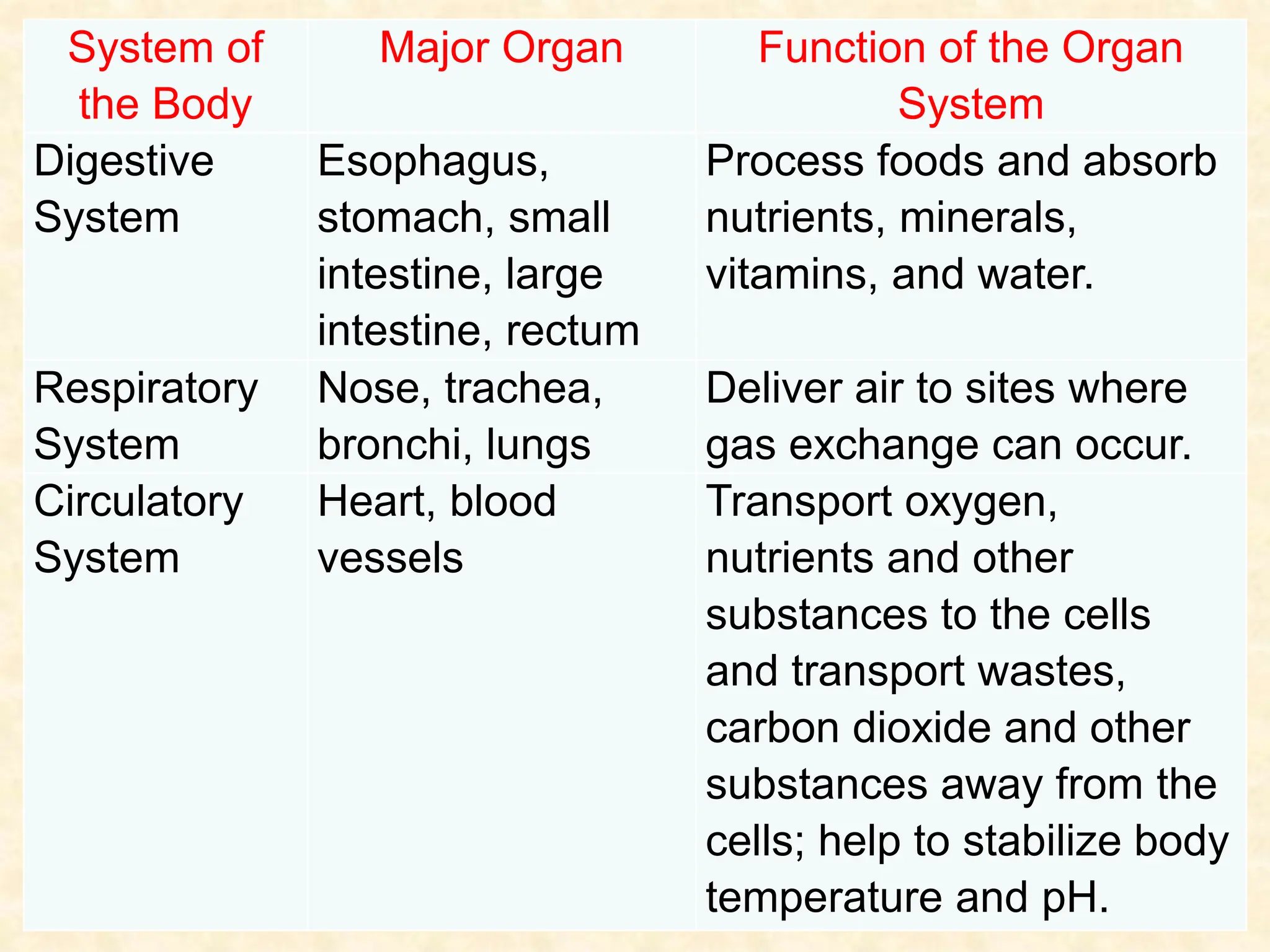 Organ System Of Animals And Their Function Ppt