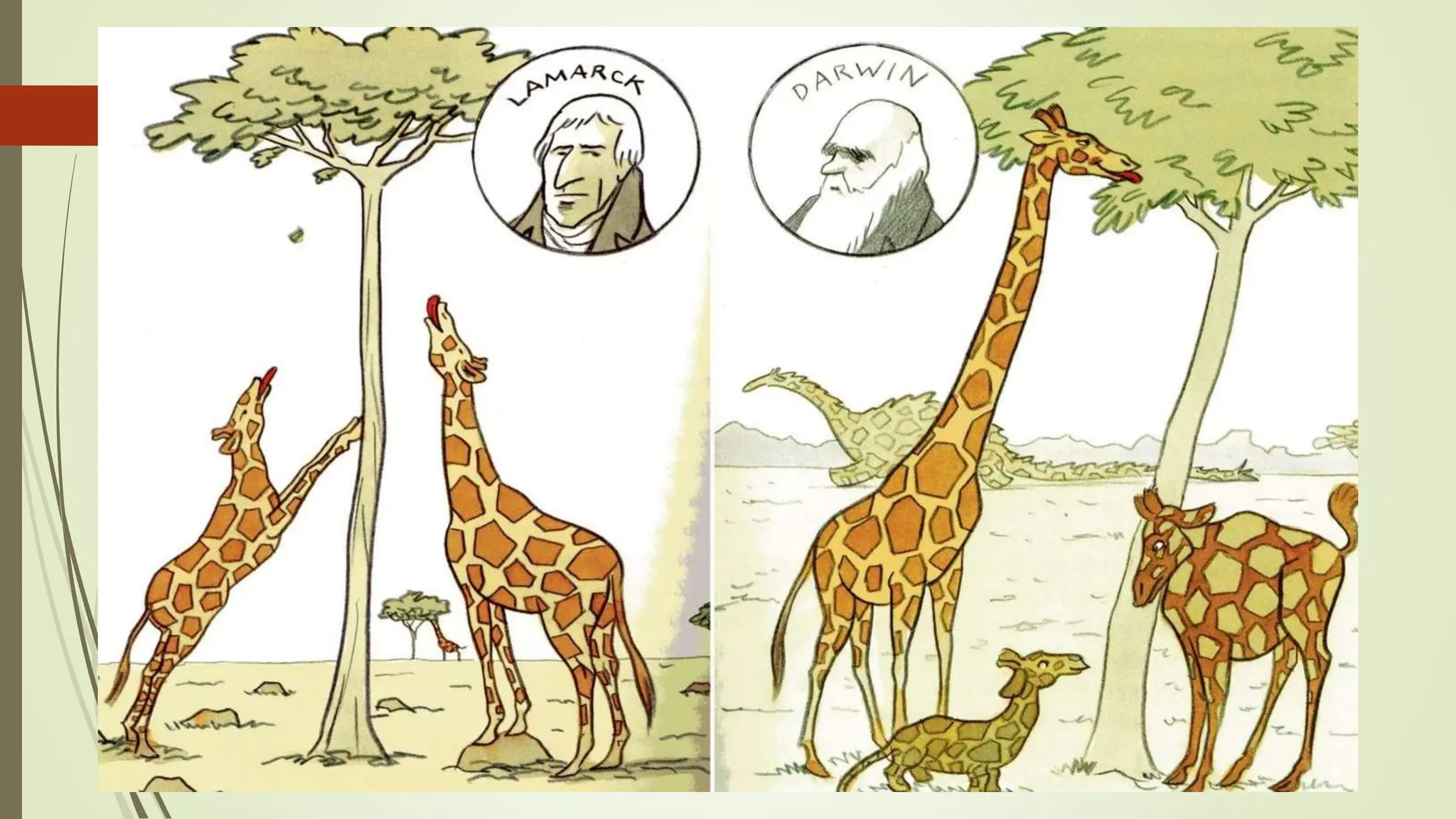 the process of evolution by charles darwin.pptx