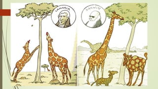 the process of evolution by charles darwin.pptx