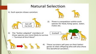the process of evolution by charles darwin.pptx