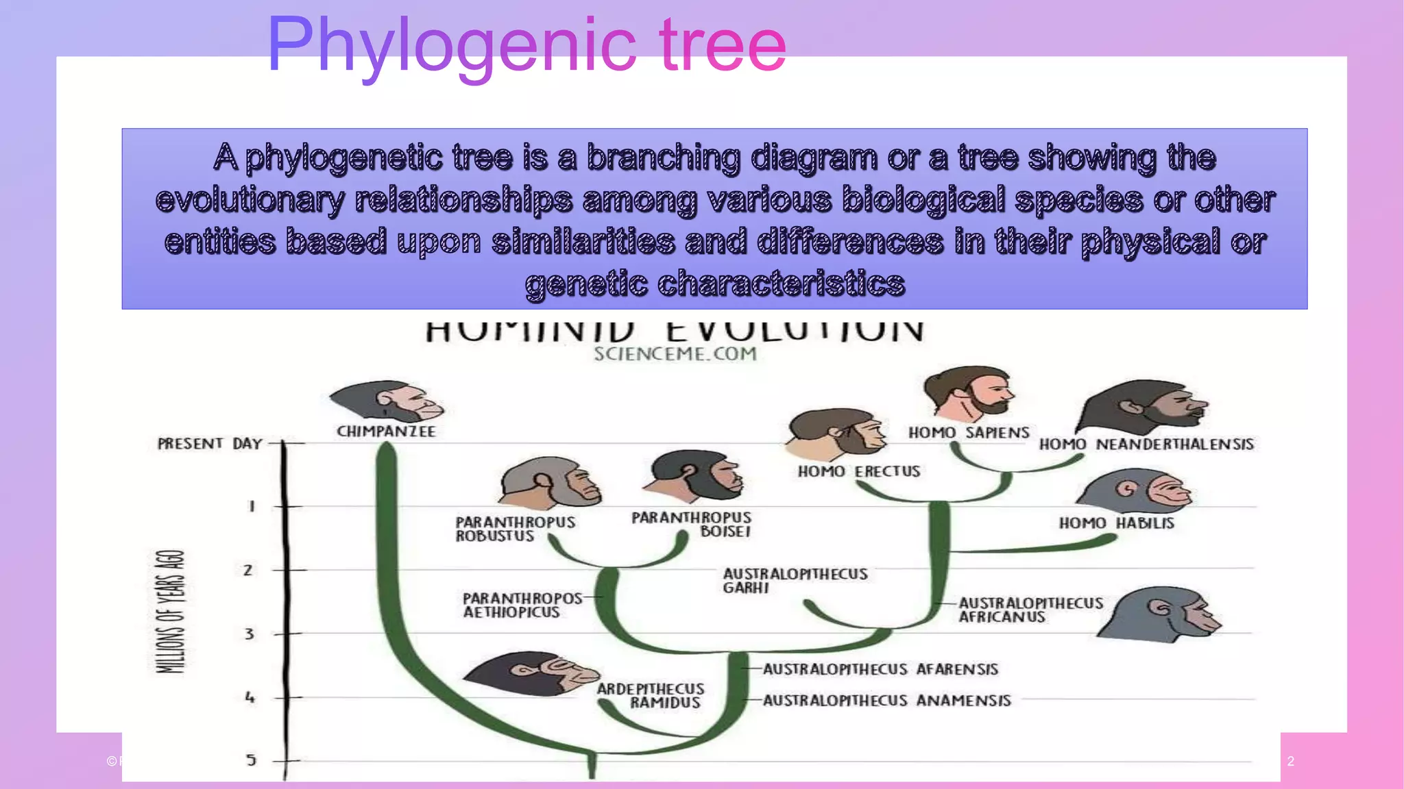 GRADE 12 HUMAN EVOLUTION.pptx
