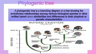 GRADE 12 HUMAN EVOLUTION.pptx