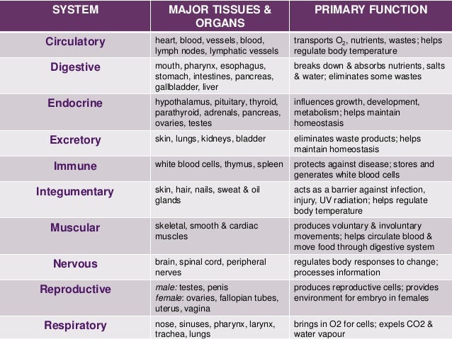 The Body S Organ Systems And Their The Body S Organ Systems And Their
