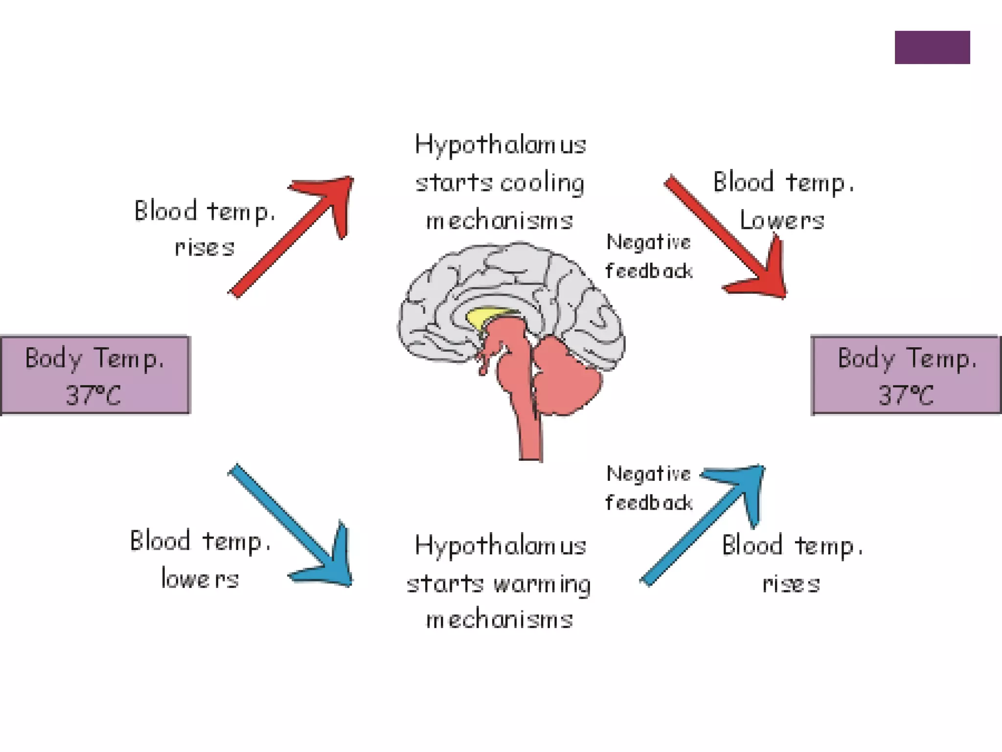 Grade 12 lesson 3 homeostasis | PPTX