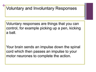 Grade 12 lesson 5 the nervous system | PPTX