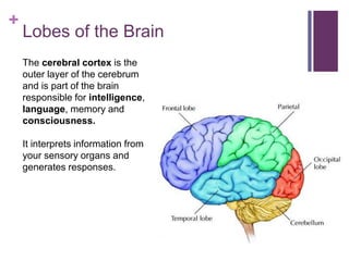 Grade 12 lesson 6 the brain and its functions | PPTX