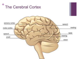 Grade 12 lesson 6 the brain and its functions | PPTX