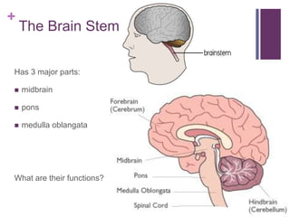 Grade 12 lesson 6 the brain and its functions | PPTX
