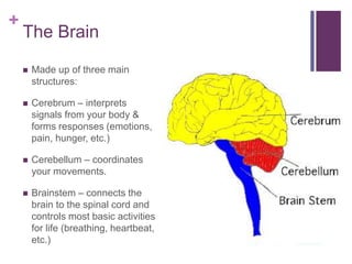 3 Basic Parts Of The Brain