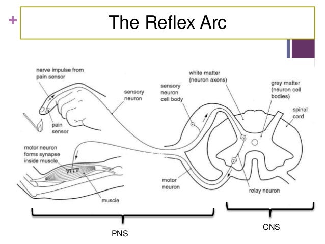 Grade 12 lesson 6 the brain and its functions