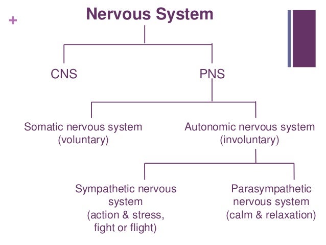 Grade 12 lesson 6 the brain and its functions