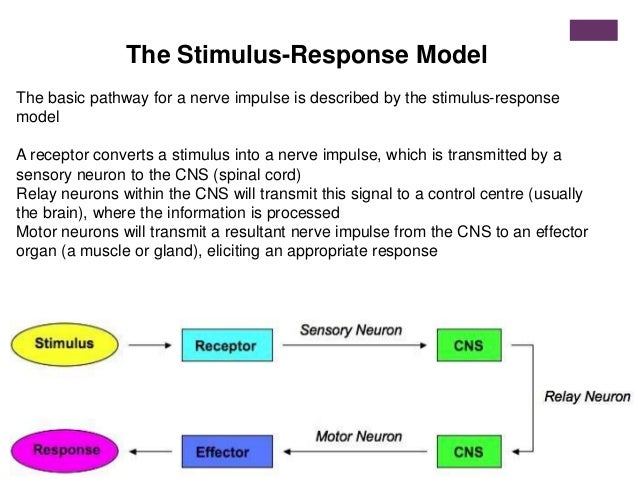 Grade 12 lesson 6 the brain and its functions