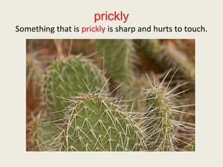 Grade 1 lesson 29 vocabulary powerpoint | PPT