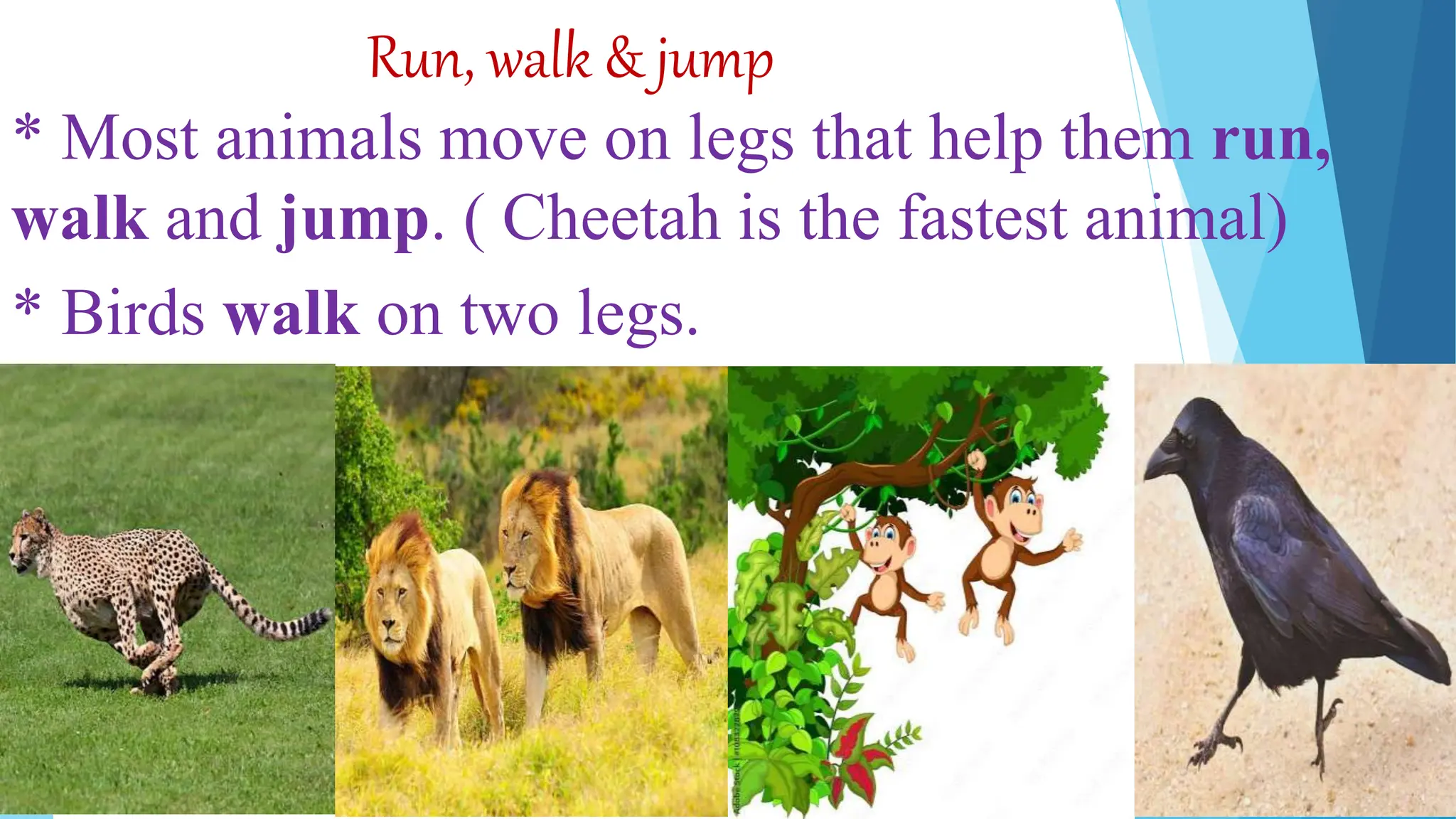 Grade 2 Evs Chapter 12 Animals around us.pptx