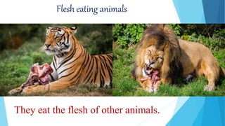 Grade 2 Evs Chapter 12 Animals around us.pptx