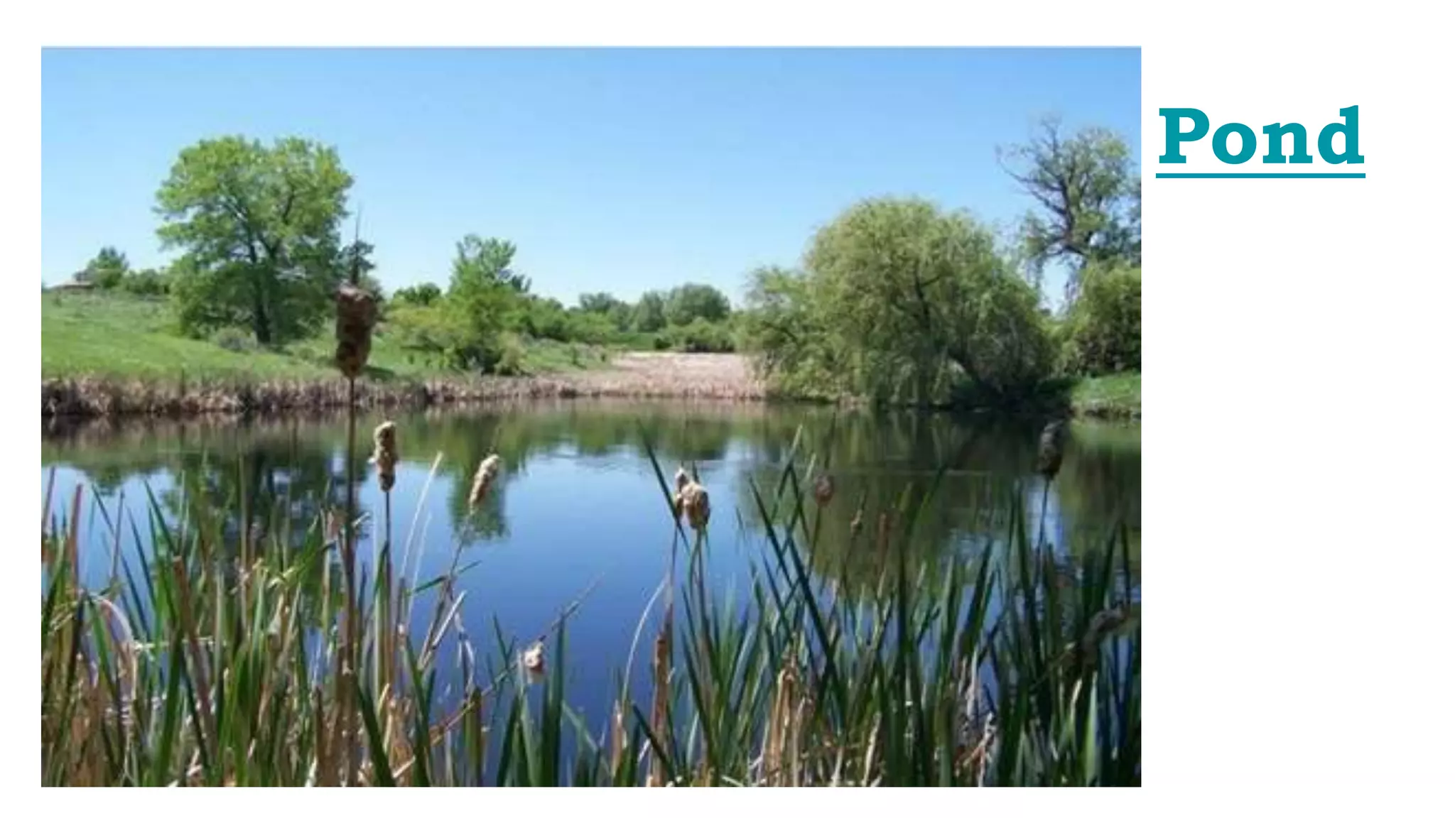 Grade 2 going outside (freshwater habitat) ppt 2 | PPTX