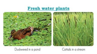 Grade 2 going outside (freshwater habitat) ppt 2 | PPTX