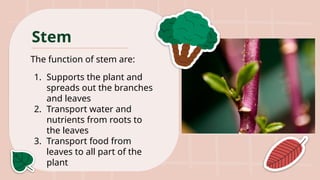 GRADE3-CHAPTER 4 (INTRODUCING, ROOTS, LEAVES, STEM AND FLOWER).pptx