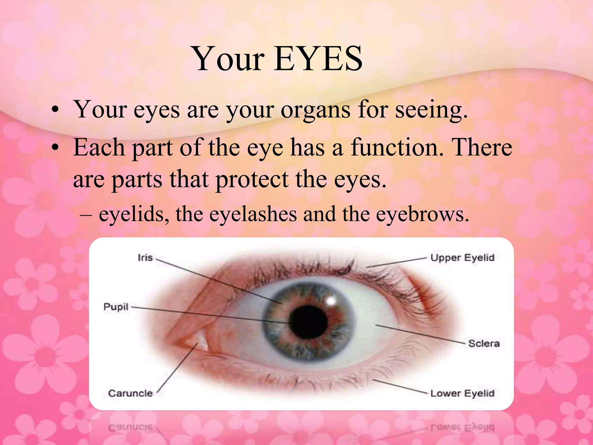 Grade3 sense organs | PPTX
