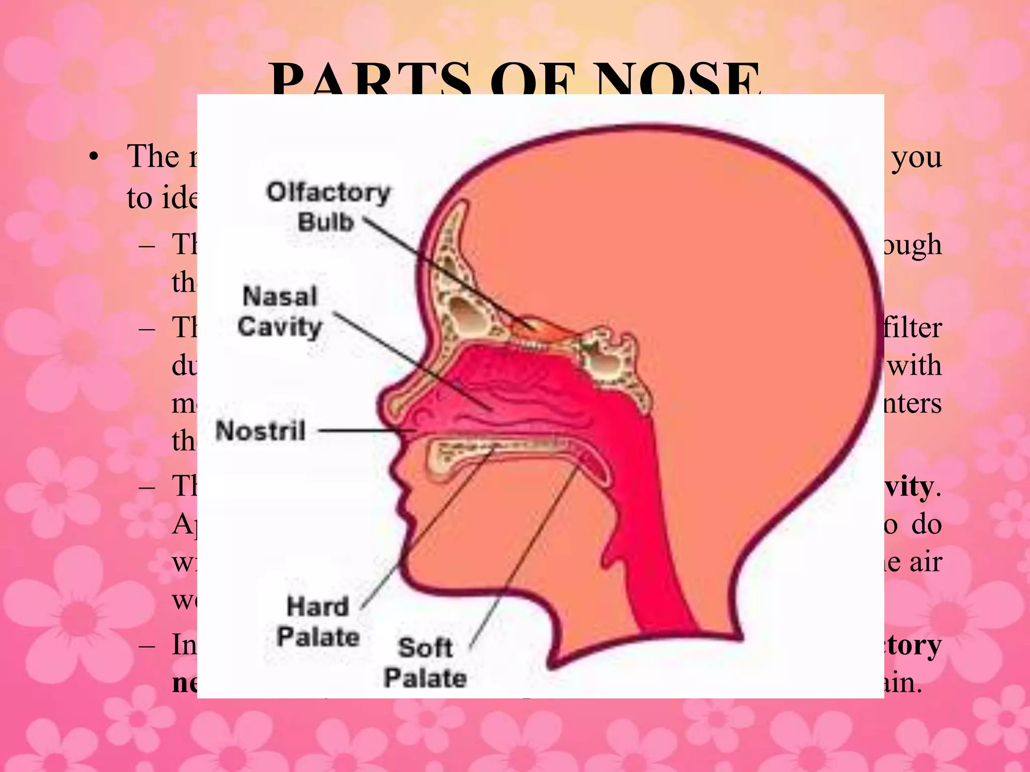 Grade3 sense organs | PPTX