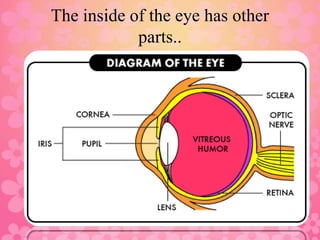 Parts Of The Eyes For Grade 3