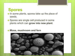 Spores | PPTX