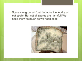 Spores | PPTX