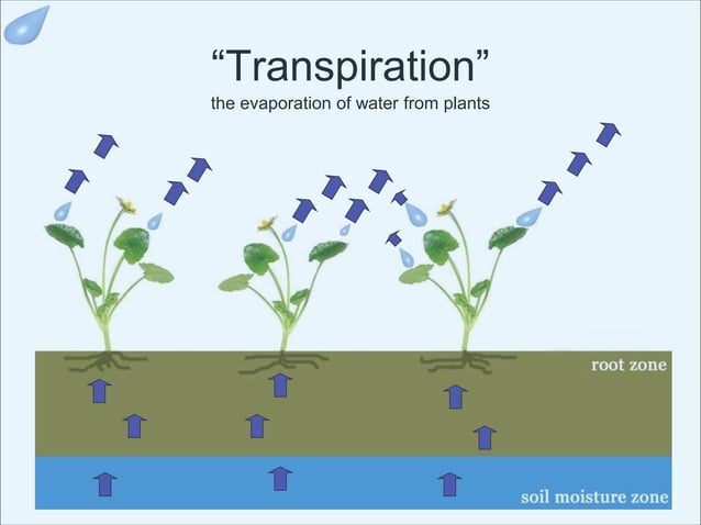grade 3 water cycle | PPT | Weather | Science