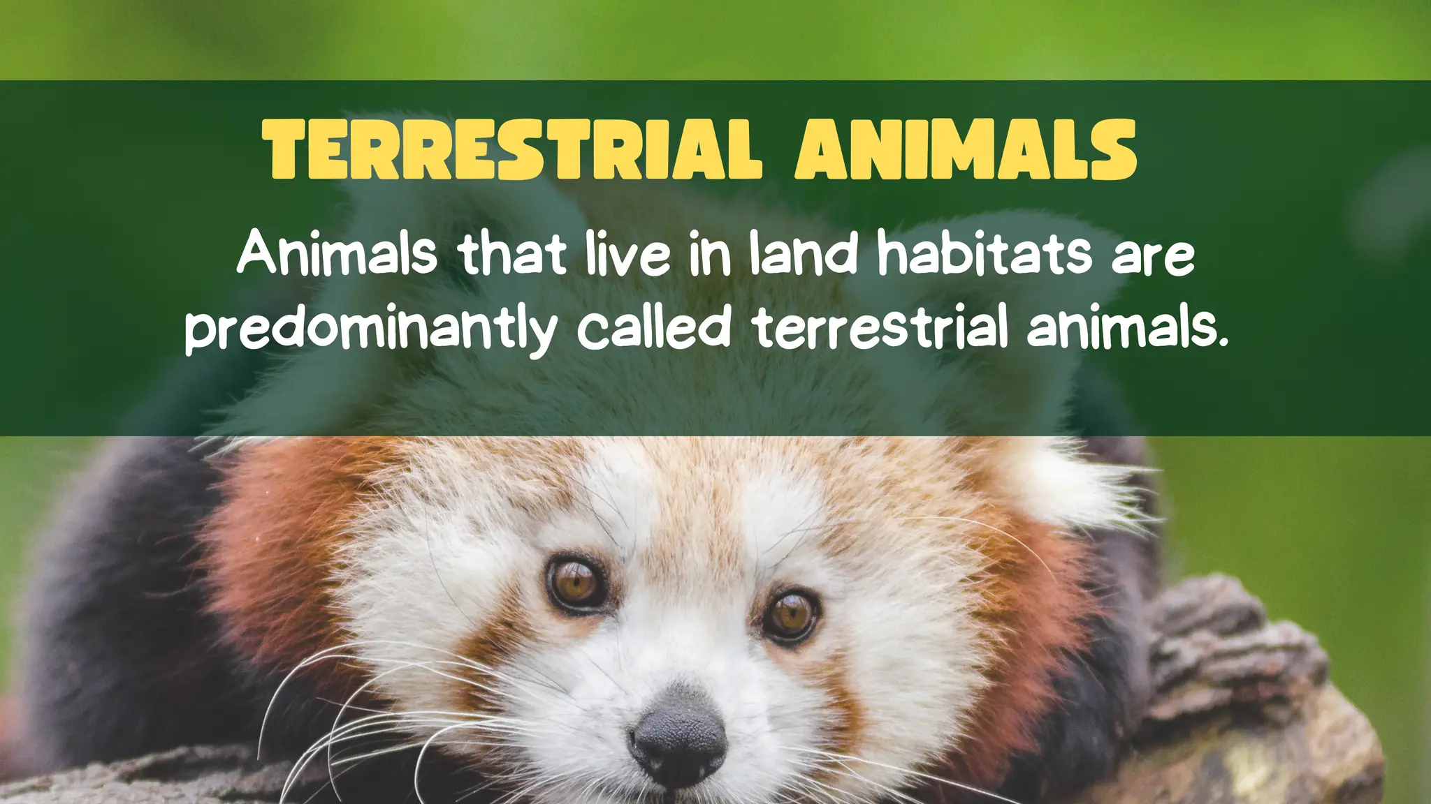 GRADE 4- ANIMALS THAT LIVE ON LAND OR IN WATER.pdf