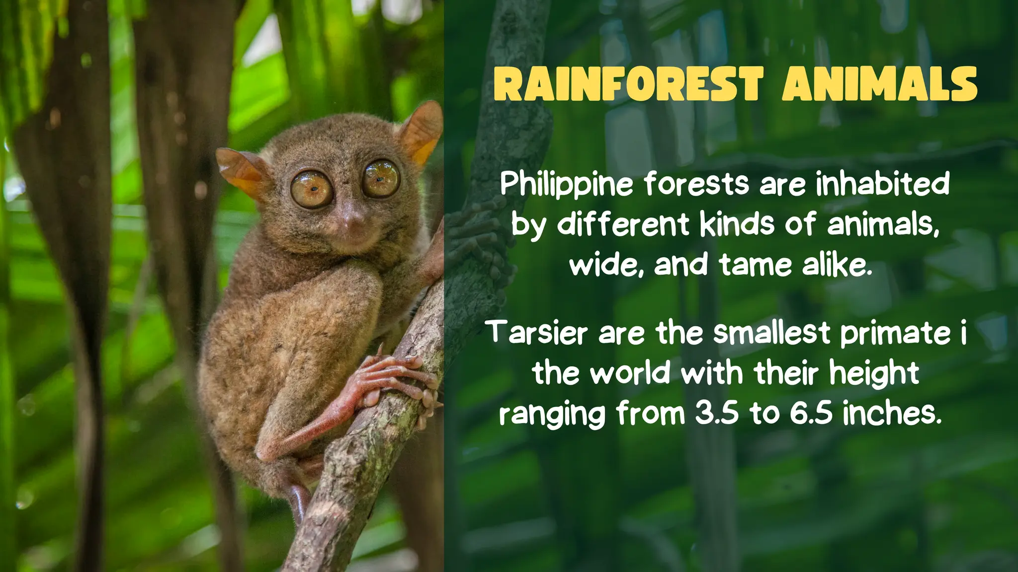 GRADE 4- ANIMALS THAT LIVE ON LAND OR IN WATER.pdf