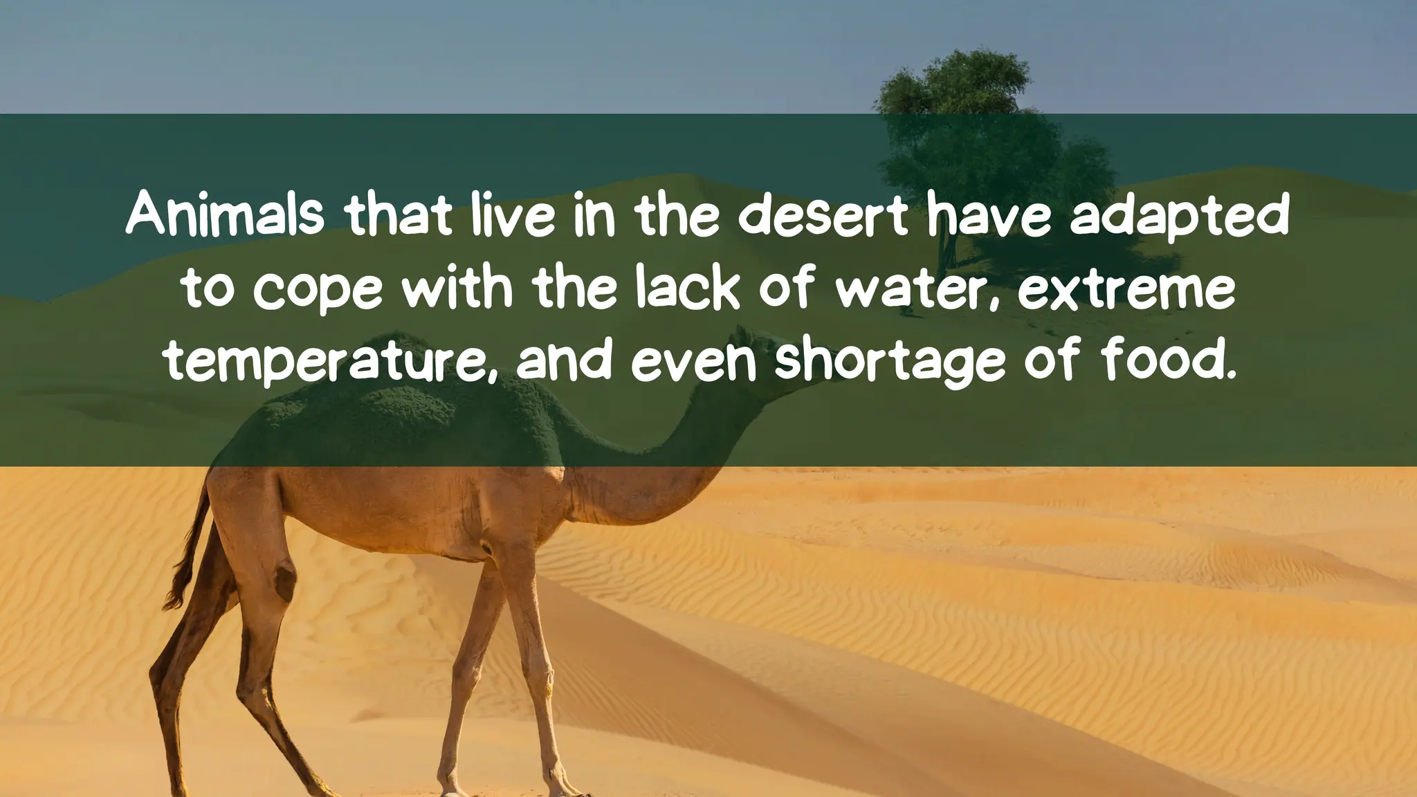 GRADE 4- ANIMALS THAT LIVE ON LAND OR IN WATER.pdf