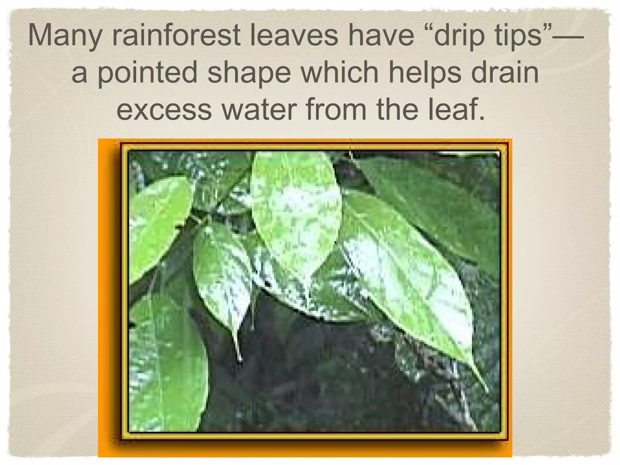 Grade 4 adaptation slides | PPT