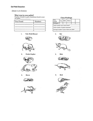 Owl Pellet Dissection Lesson Plan | PDF