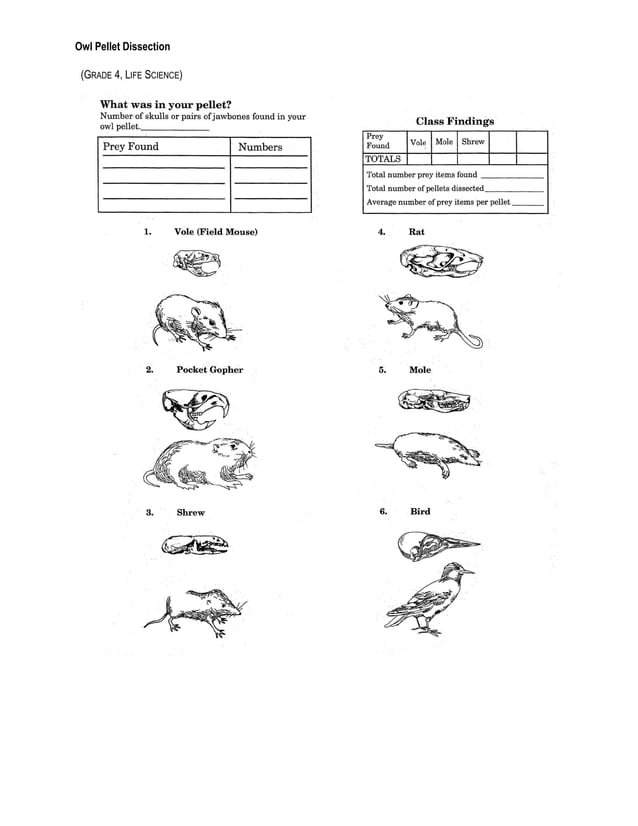 Owl Pellet Dissection Lesson Plan | PDF | Birds | Pets