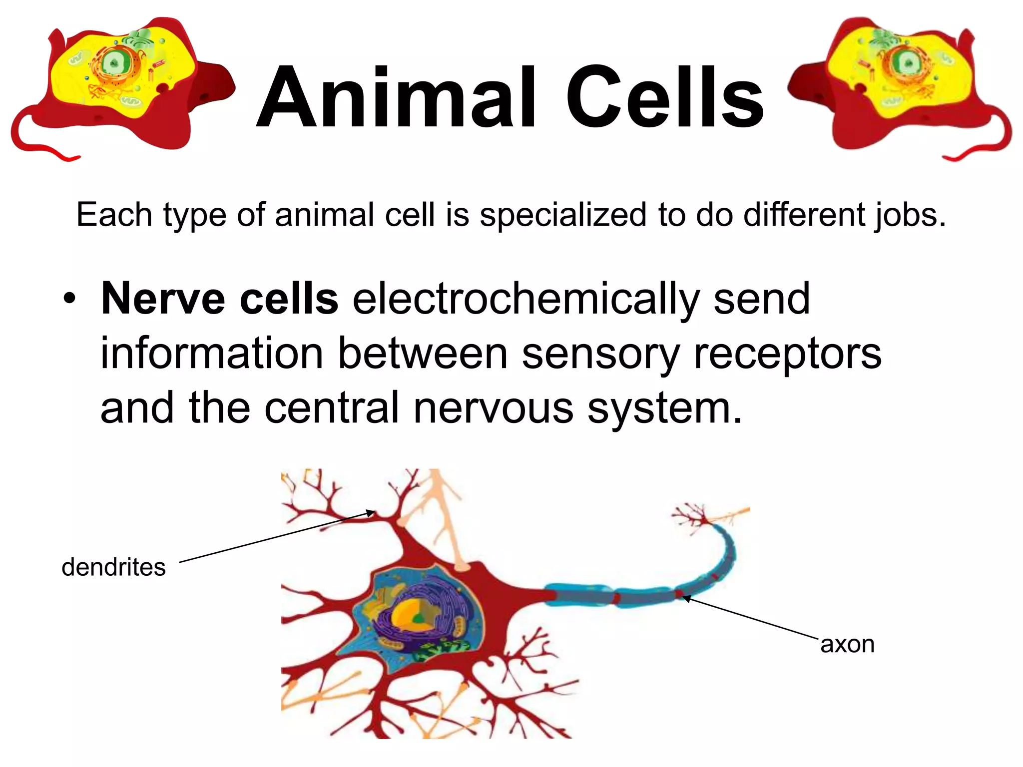 Grade 4 Unit 3 Lesson 1 Plant & Animal Cells.ppt