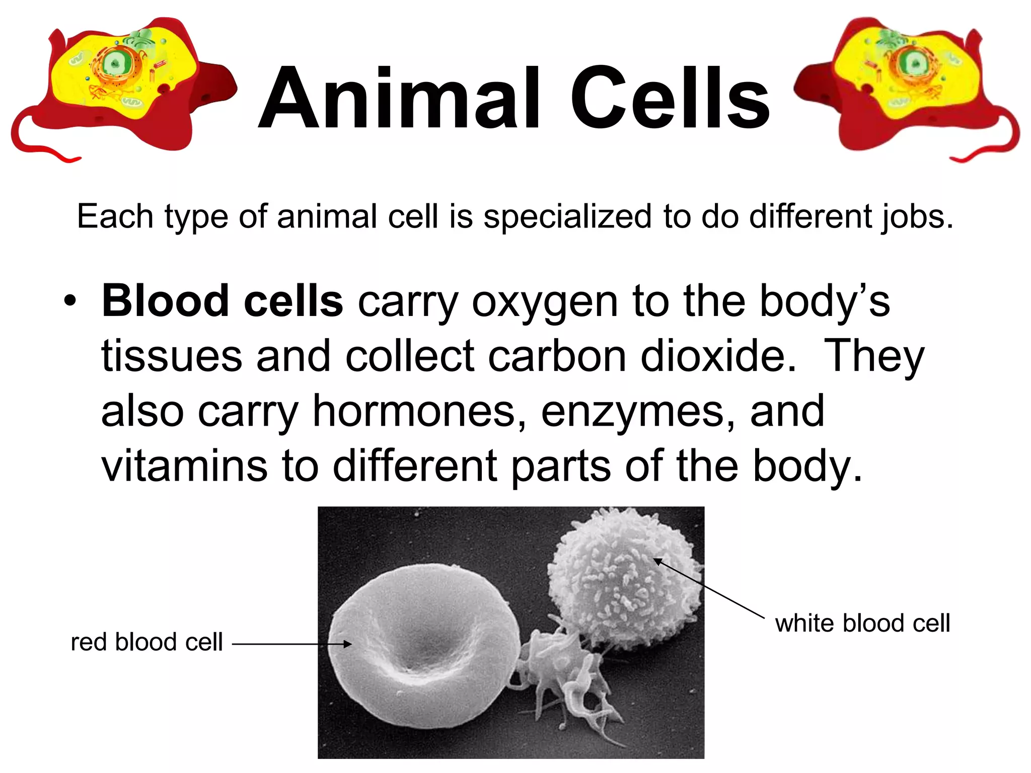 Grade 4 Unit 3 Lesson 1 Plant & Animal Cells.ppt