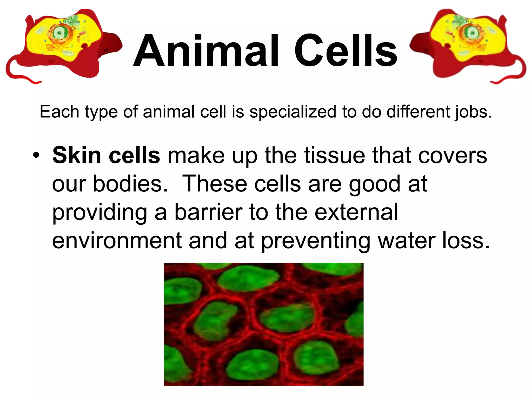 Grade 4 Unit 3 Lesson 1 Plant & Animal Cells.ppt