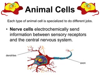 Grade 4 Unit 3 Lesson 1 Plant & Animal Cells.ppt