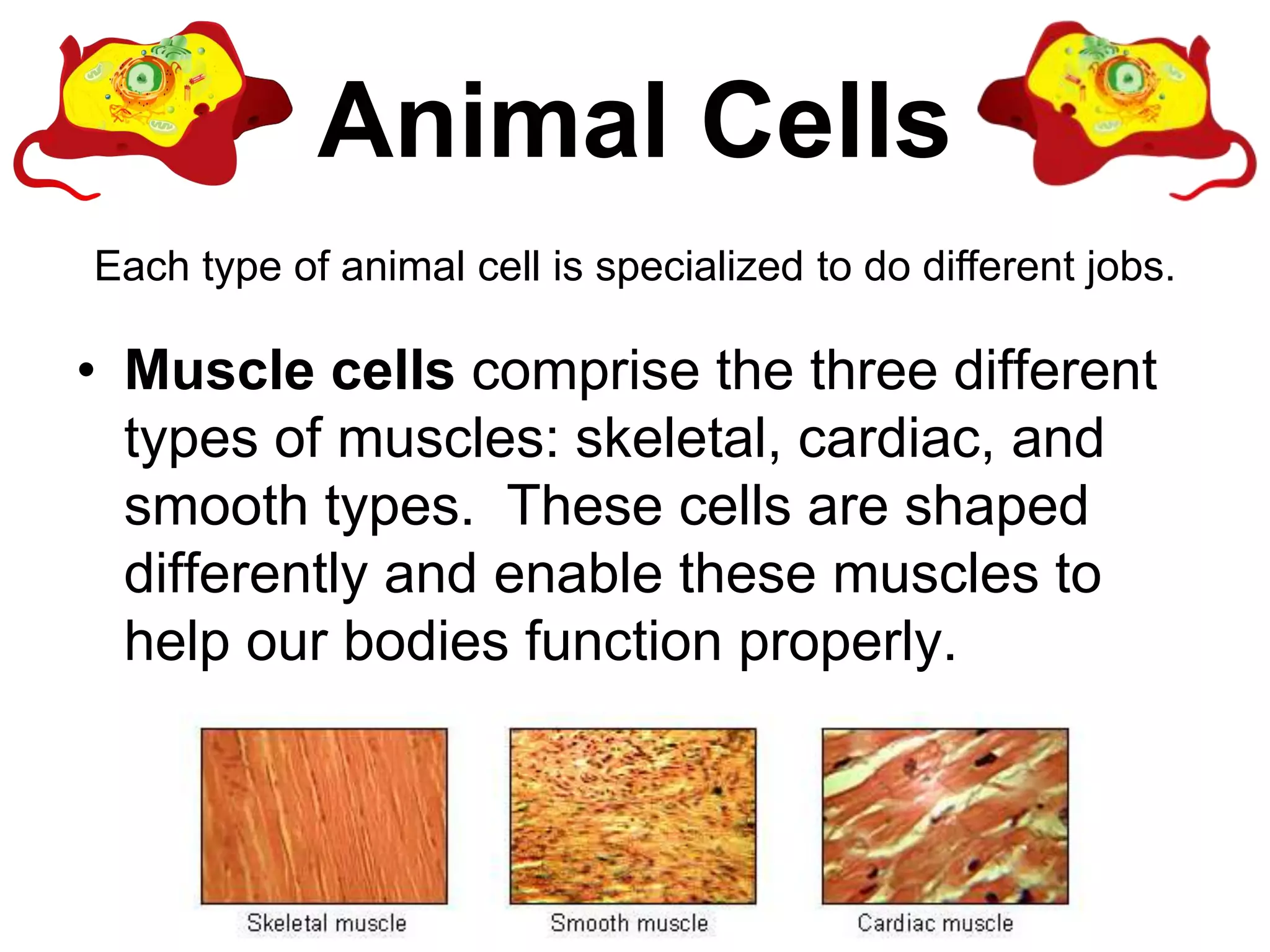 Grade 4 Unit 3 Lesson 1 Plant & Animal Cells (1).ppt